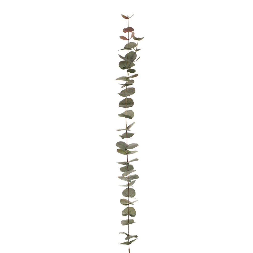Eucalyptus Spinning Gum 118cm - Desflora