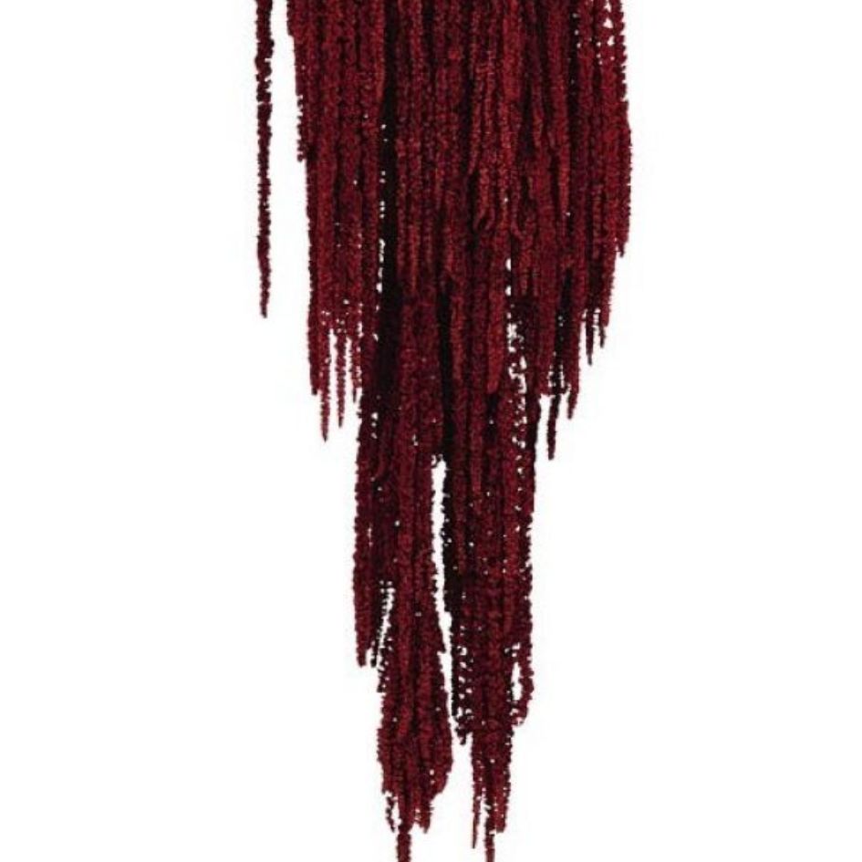 Preserved Amaranthus Dark Red - Desflora
