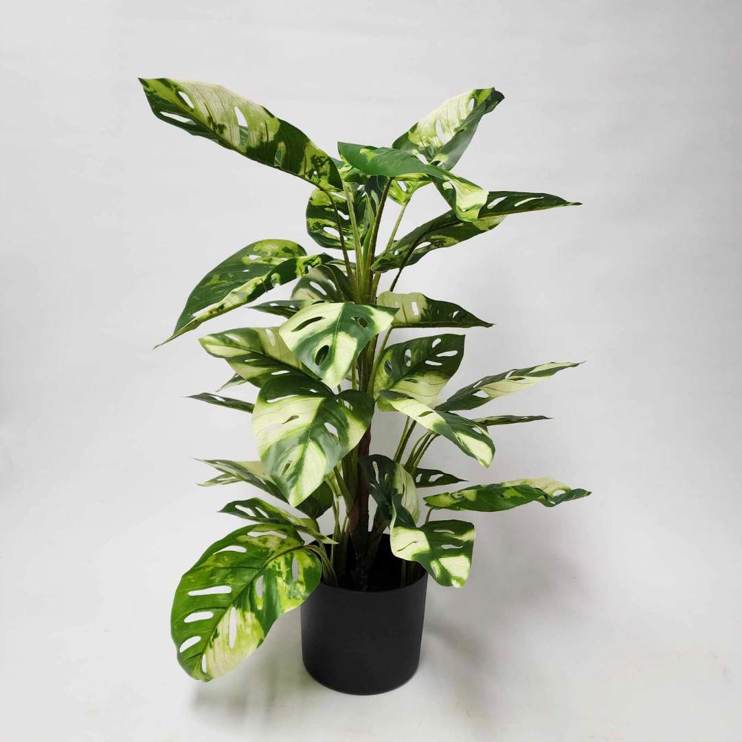 Variegated Split Philo Plant 70cm - Desflora