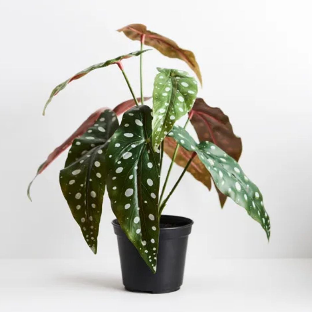 Begonia Plant Green 30cm - Desflora