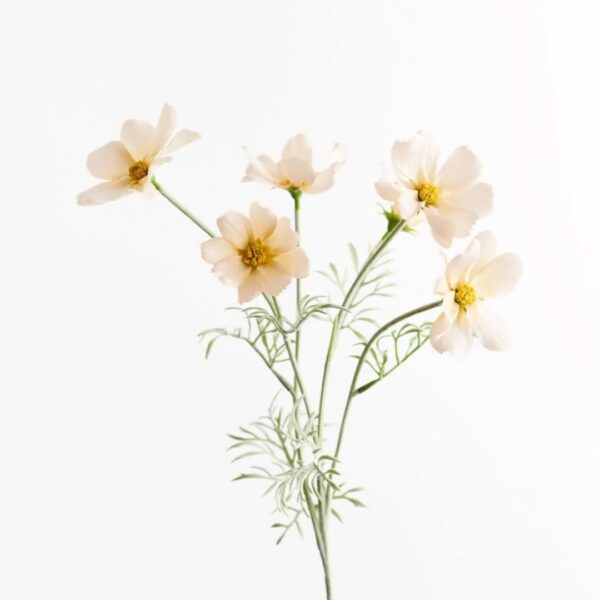 Cosmos Spray Champagne 62cm - Desflora